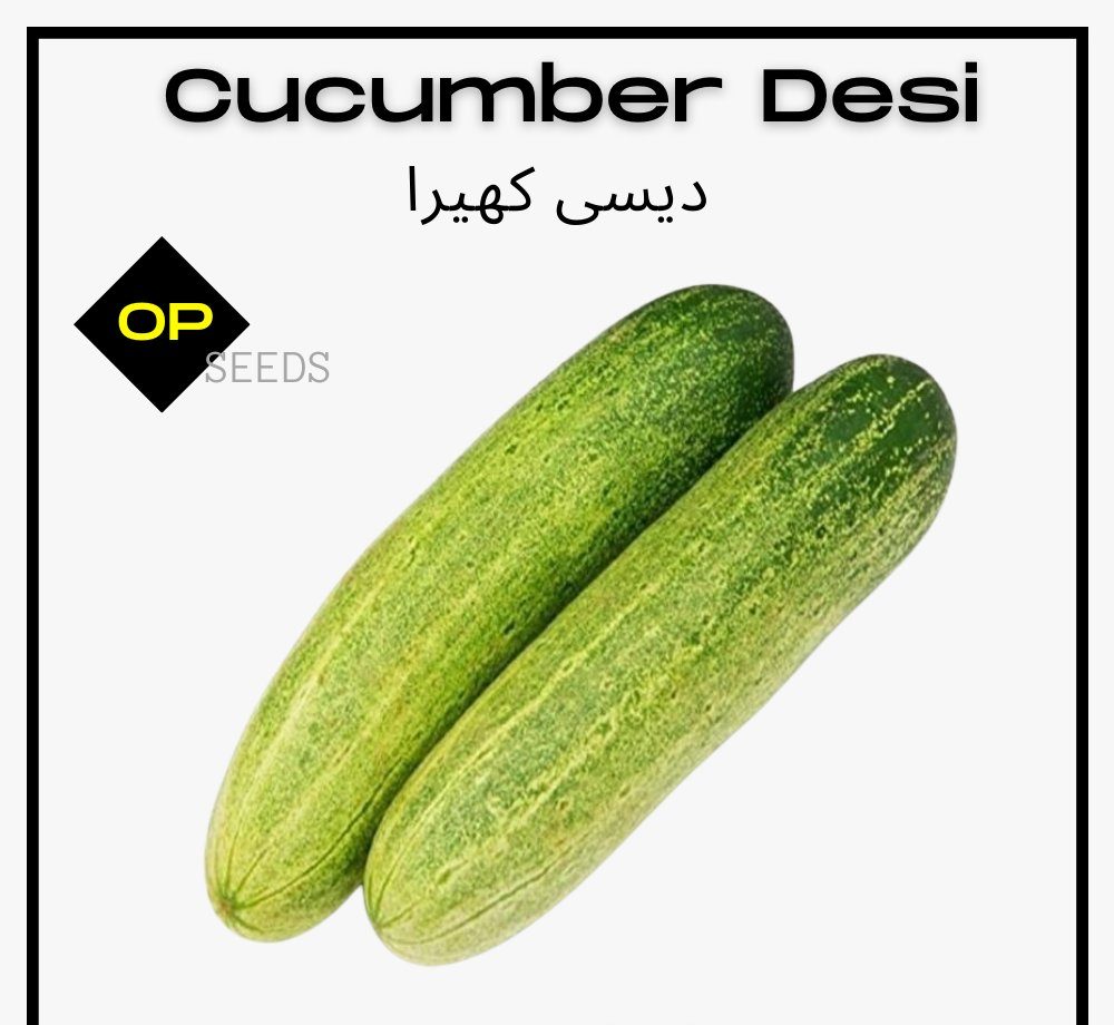 Cucumber Desi – دیسی کھیرا – Seedmart