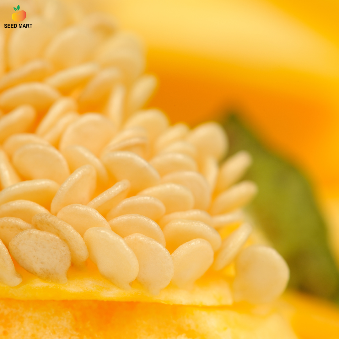 Bell Pepper Seeds – Golden, F1 Hybrid (Premium Quality) – Seedmart