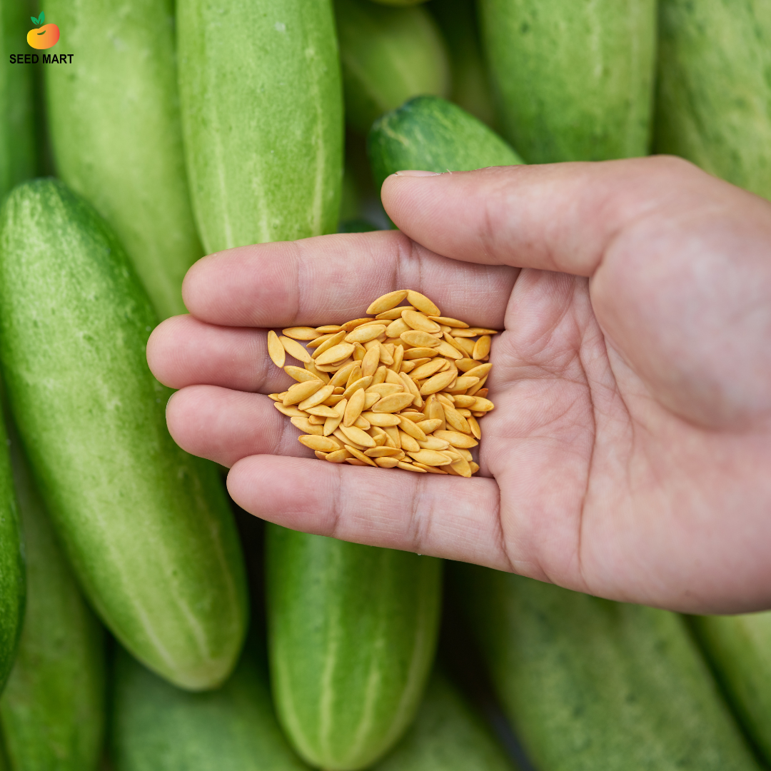 Cucumber Desi – دیسی کھیرا – Seedmart