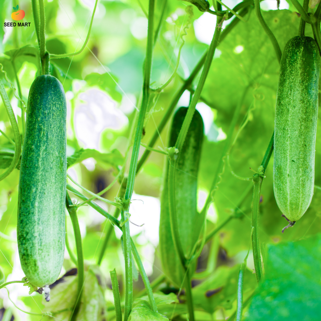 Cucumber Desi – دیسی کھیرا – Seedmart