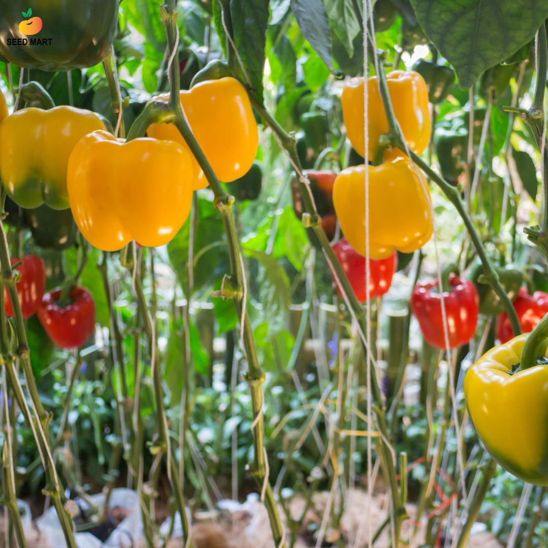Bell Pepper Seeds – Golden, F1 Hybrid (Premium Quality) – Seedmart